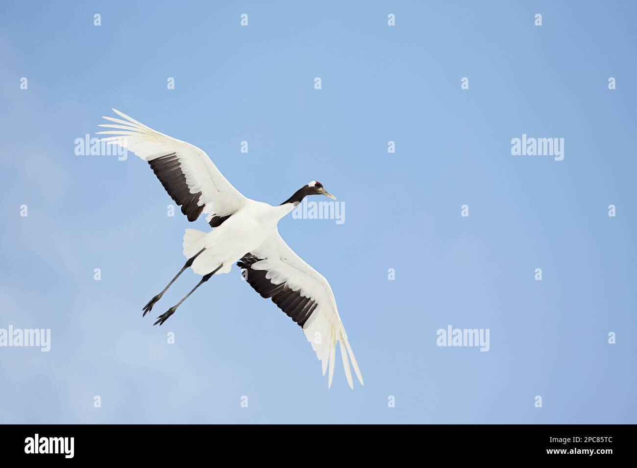 Red-crowned cranes (Grus japonensis), Crane, Birds, Animals, Japanese ...