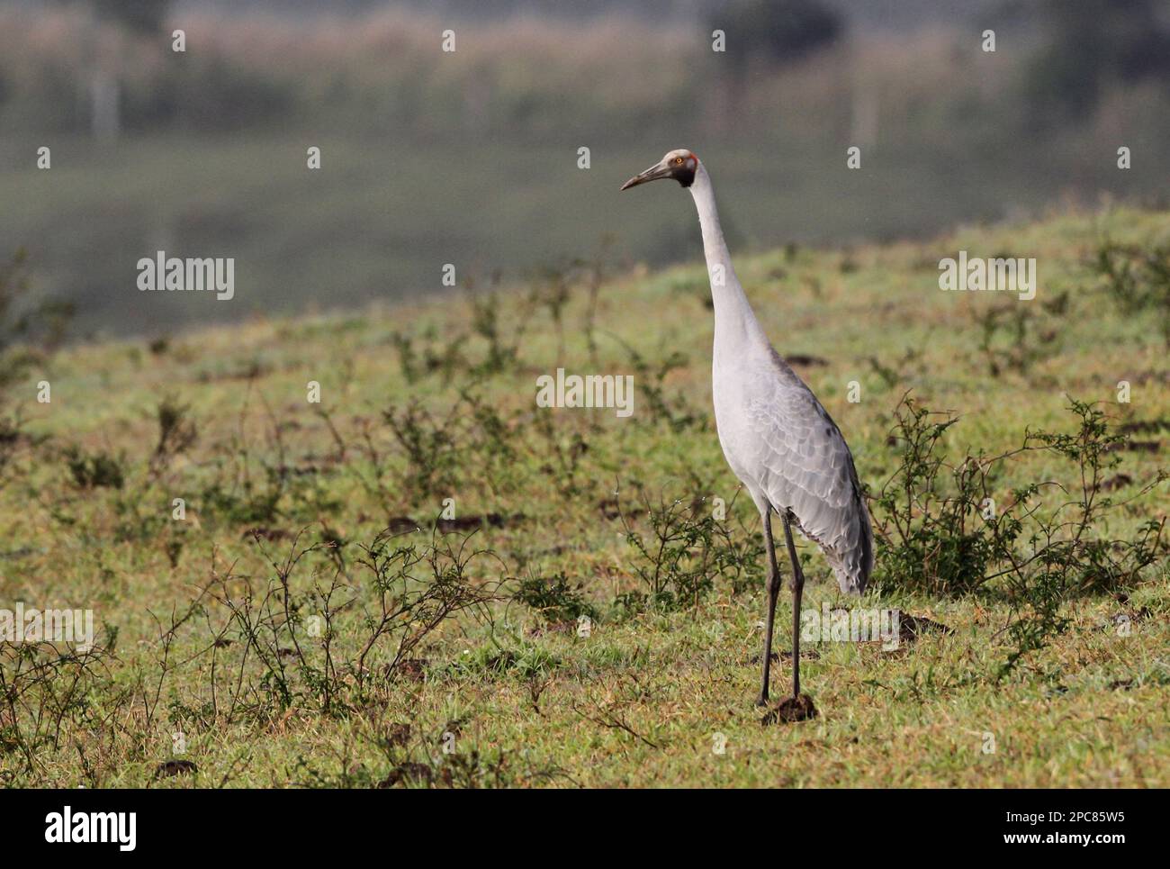 Brolga (Grus rubicunda) adult, warming in early morning sunshine ...