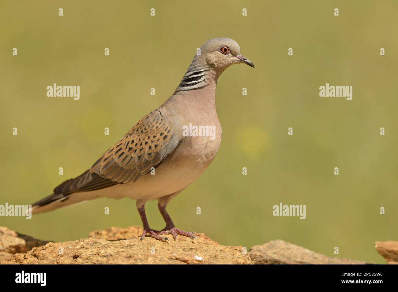 Turtle dove, turtle doves (Streptopelia turtur), doves, animals, birds ...