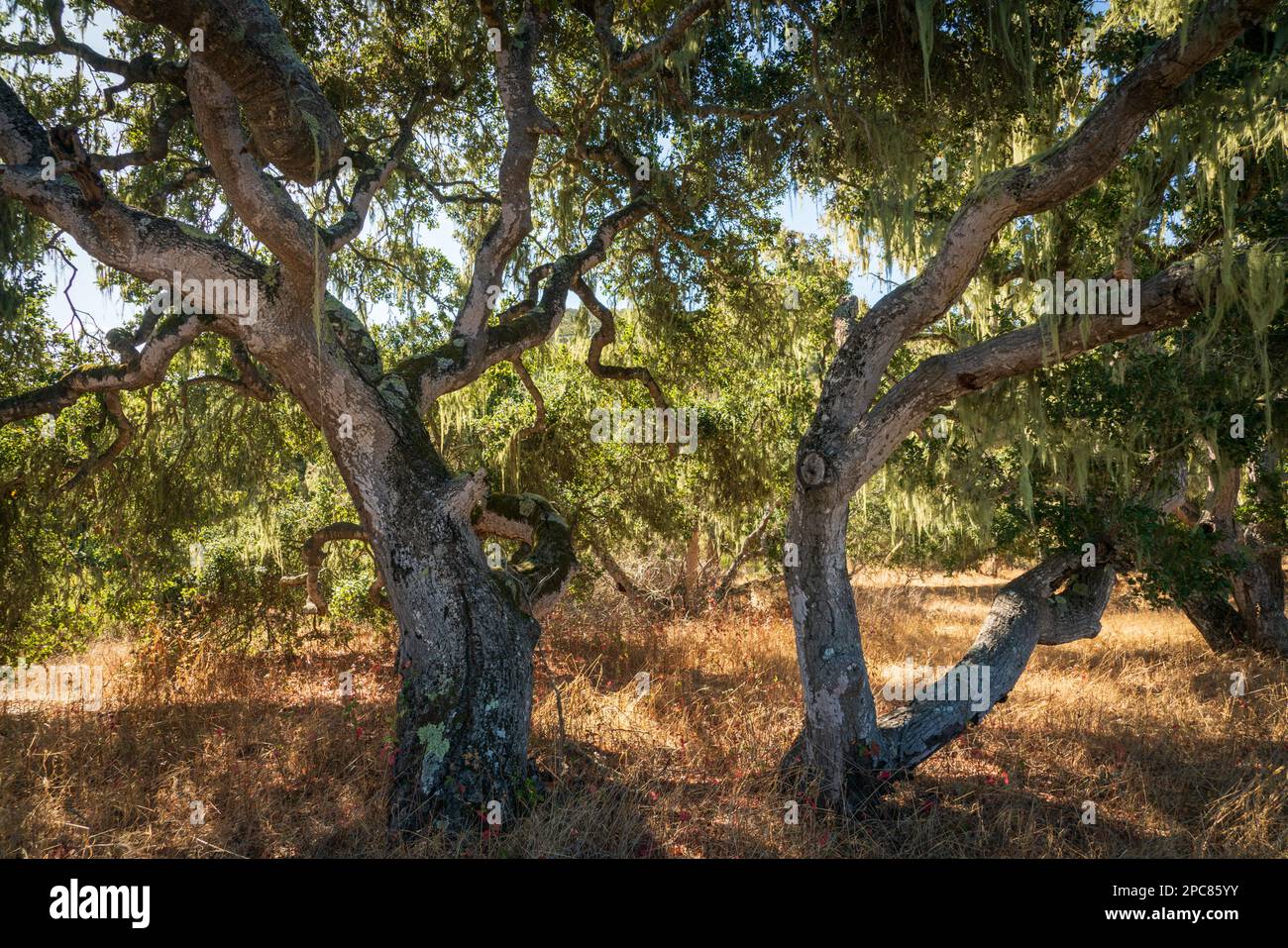 Fort Ord National Monument, California Stock Photo - Alamy