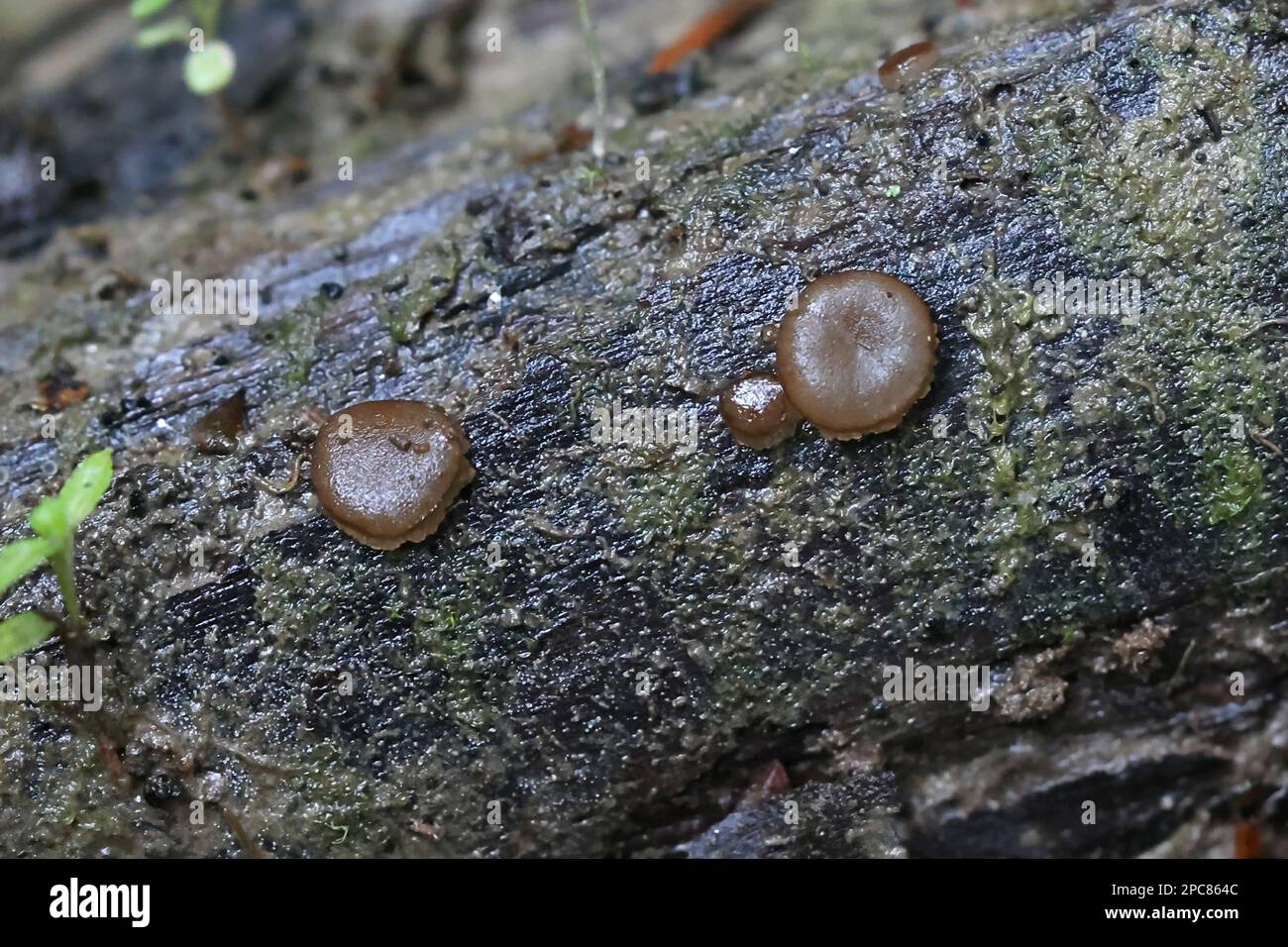 Nakinmaljakas hi-res stock photography and images - Alamy