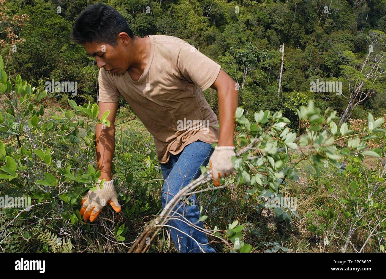 A soldier eradicates coca plants on a farm by the Andes slopes in the ...