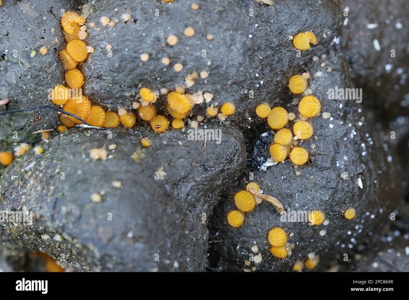 Cheilymenia stercorea, apothecial fungus growing on moose dung in ...
