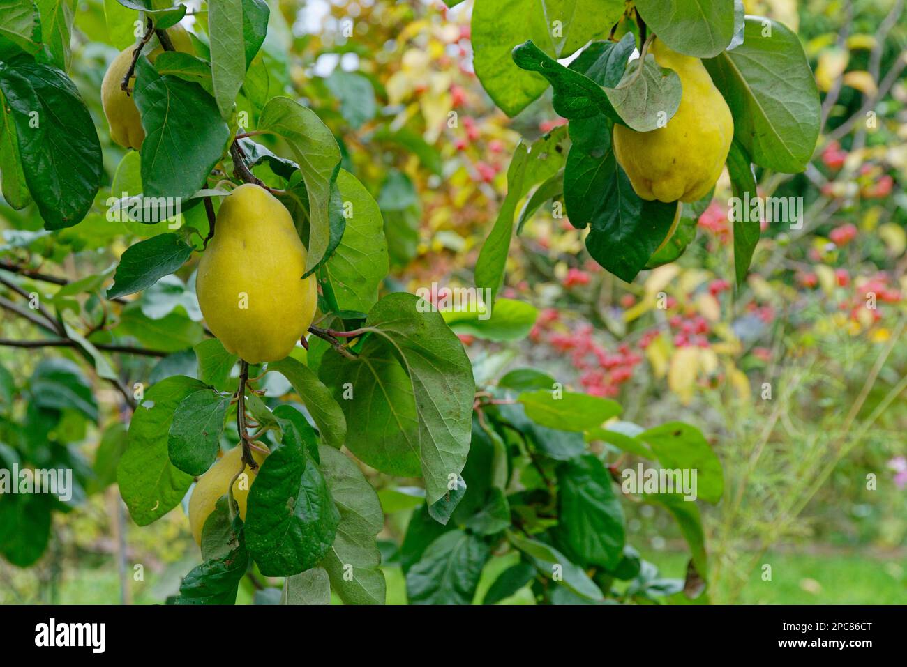 Quince (Cydonia oblonga Stock Photo - Alamy