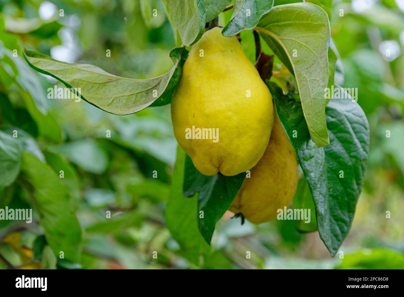 Quince (Cydonia oblonga Stock Photo - Alamy