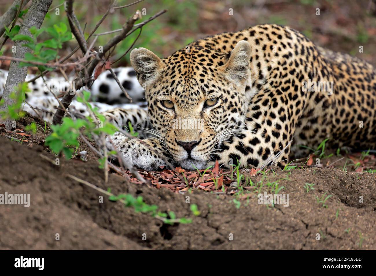 Leopard (Panthera pardus), Sabi Sand Game Reserve, Kruger Nationalpark ...