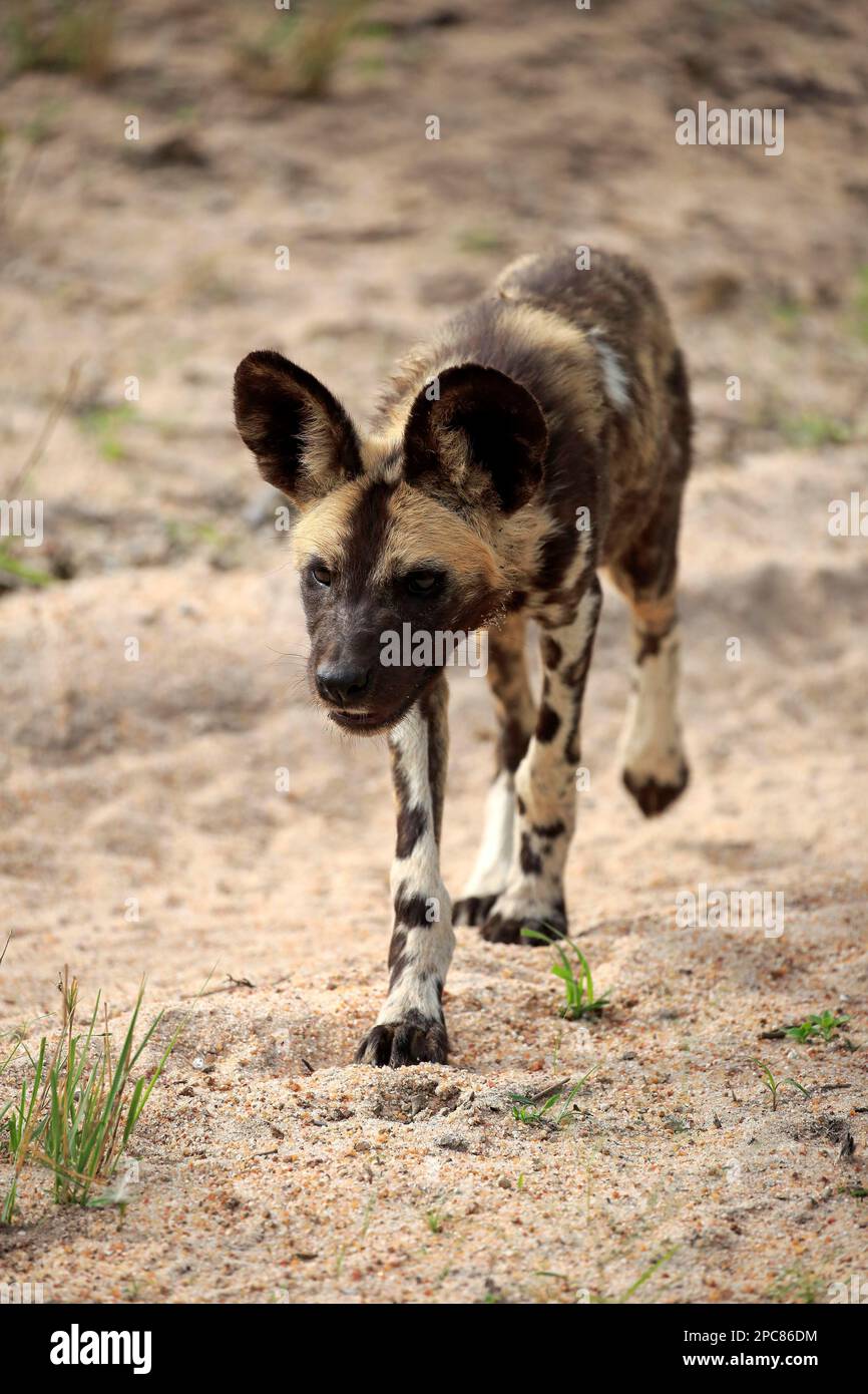 African Wild Dog (Lycaon pictus), Sabi Sand Game Reserve, Kruger ...