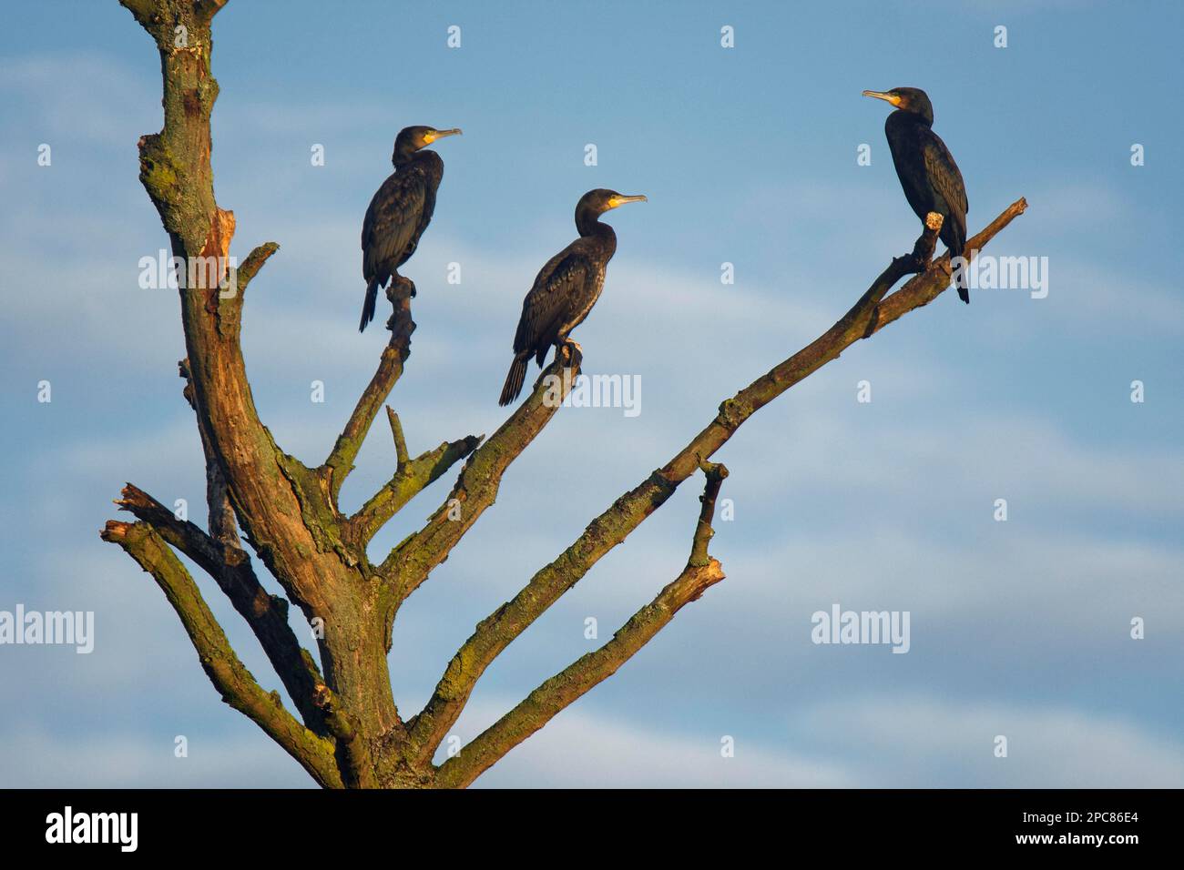 Great cormorants (Phalacrocorax carbo) on dead tree, nature reserve ...