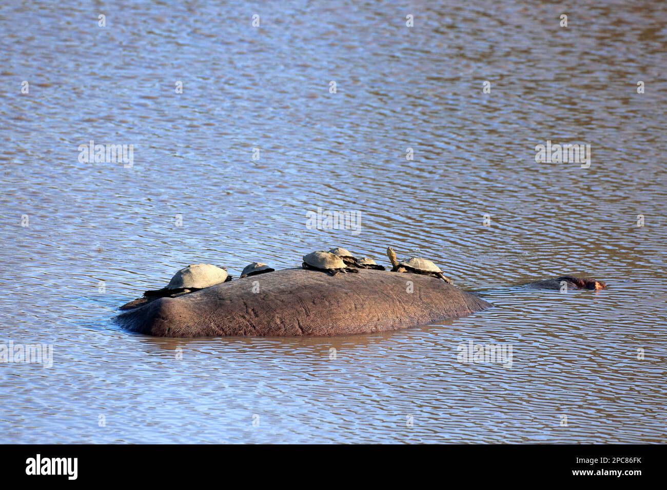 Hippopotamus (Hippopotamus amphibius) with Serrated Hinged Terrapin on ...