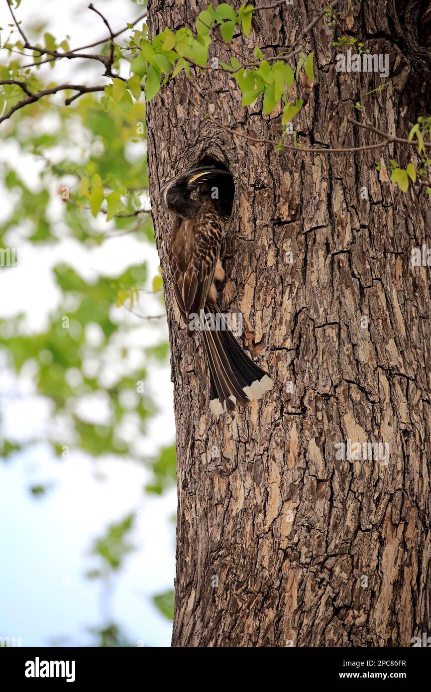 African grey hornbill (Tockus nasutus), adult male at breeding den ...