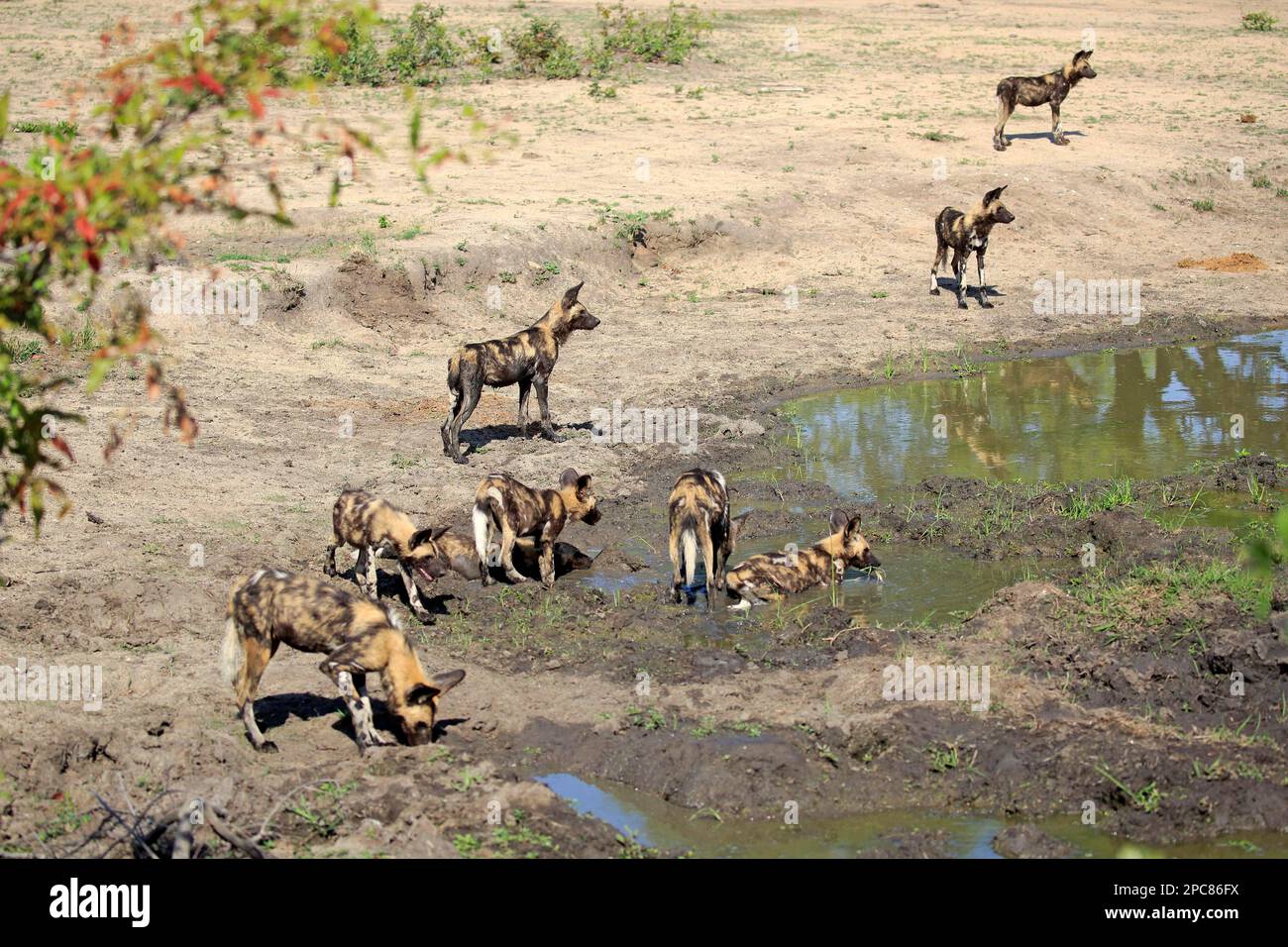 African Wild Dogs (Lycaon pictus), Sabi Sand Game Reserve, Kruger ...