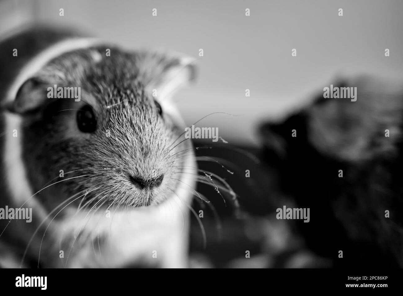 Pig looking at camera Black and White Stock Photos & Images - Alamy