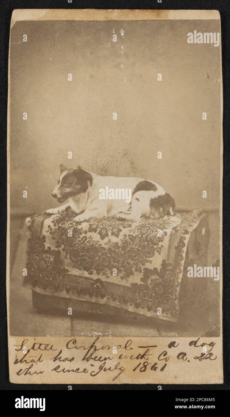 Little Corporal - a dog that has been with Co. A, 22 Ohio since July ...