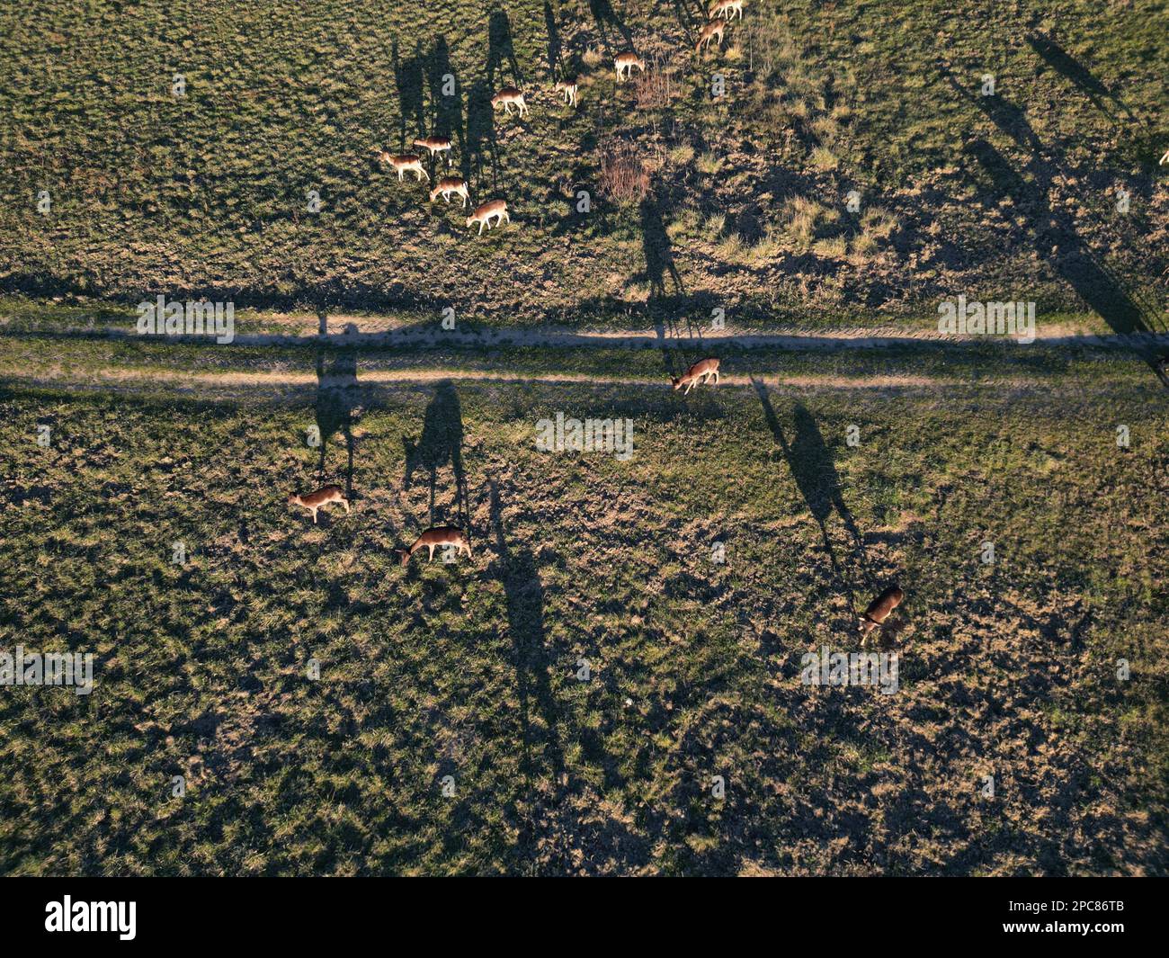 An Aerial view of herd of fallow deers from above Stock Photo - Alamy