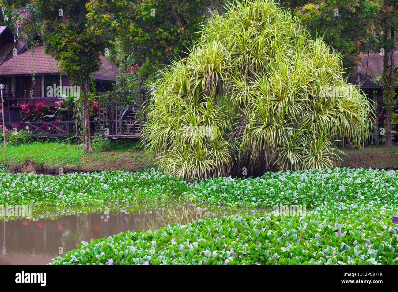Malaysia, Sabah, Sepilok, Nature Resort Stock Photo - Alamy