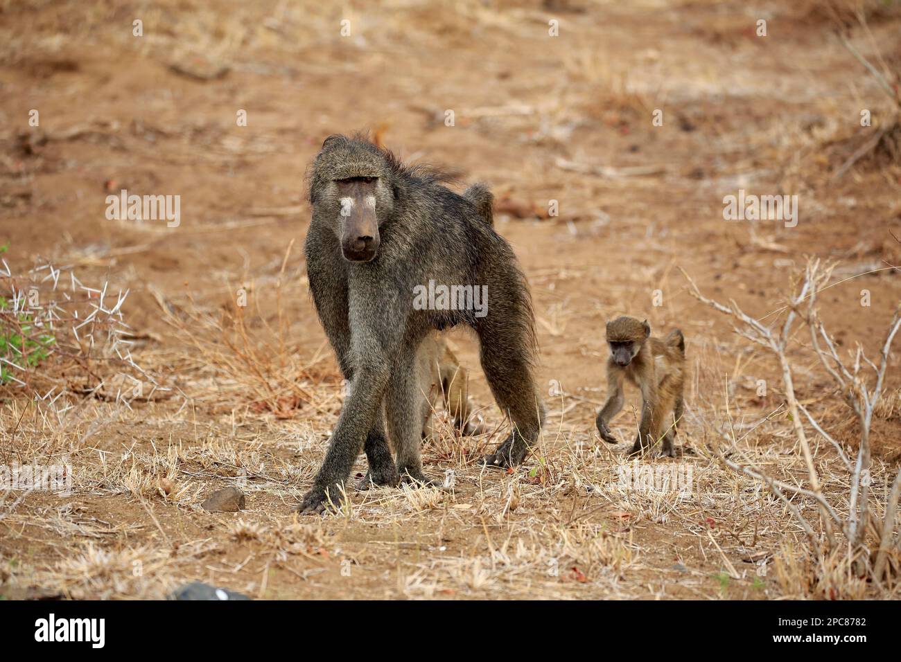 Chacma baboon (Papio ursinus), bear baboon, adult female with young ...
