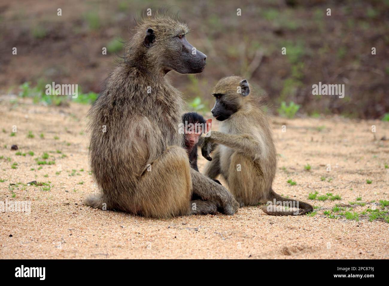 Chacma Baboon (Papio ursinus), Kruger Nationalpark, South Africa ...