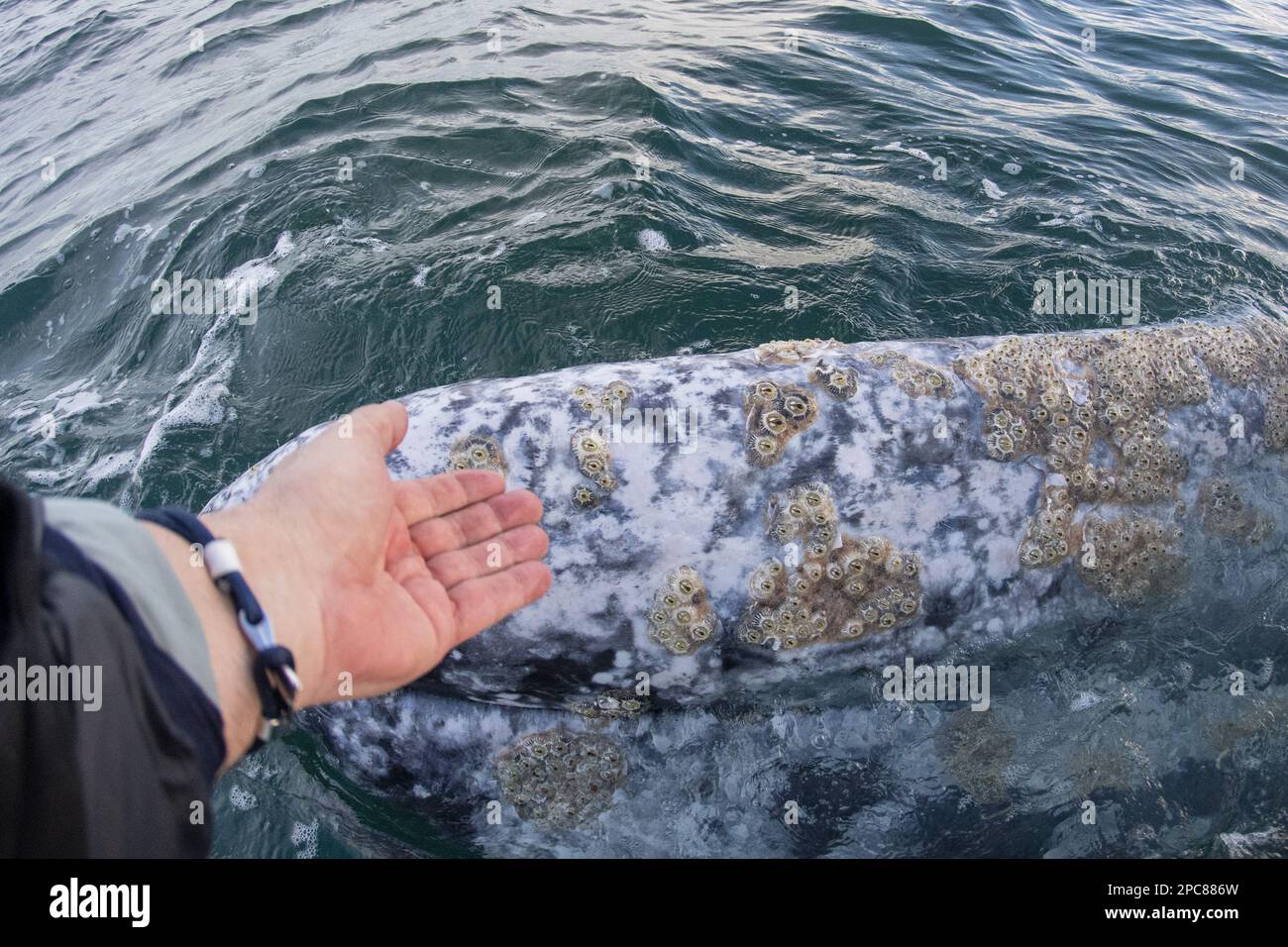 Touching The Baja Gray Whales: A Complete Guide – JQMCLV