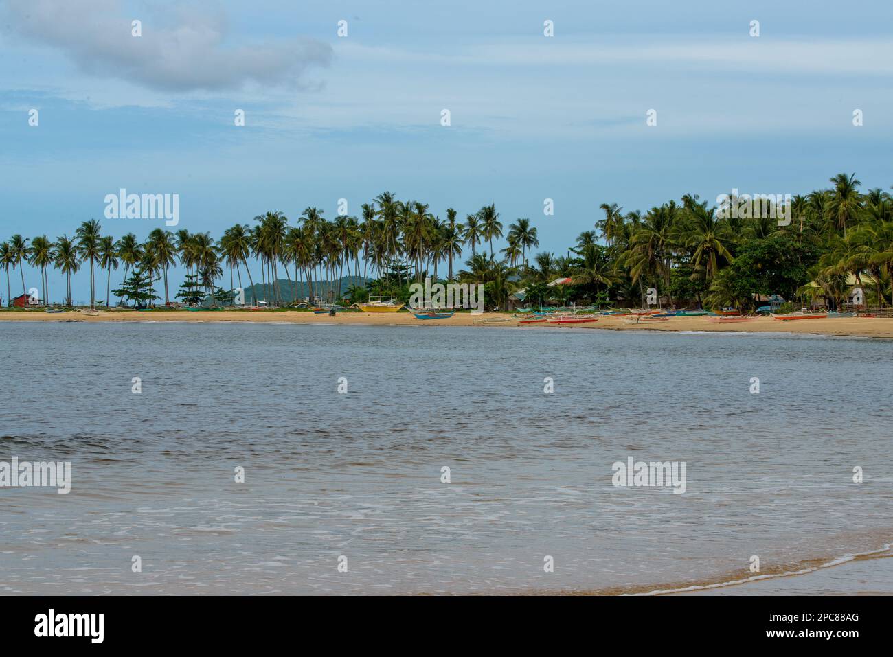 The photo depicts a verdant grove of coconut trees, their towering ...