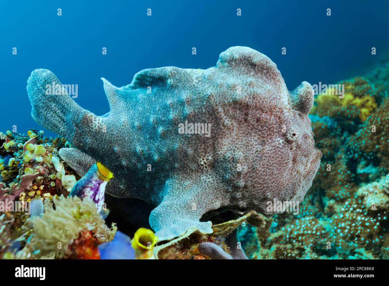 Giant frogfish (Antennarius commerson), grey, lurking in coral reef for ...