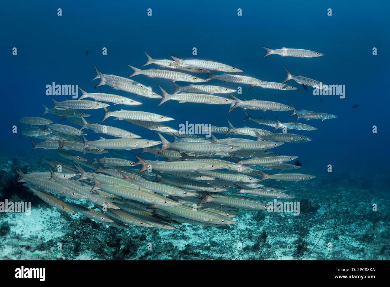 Sawtooth Barracuda Fish