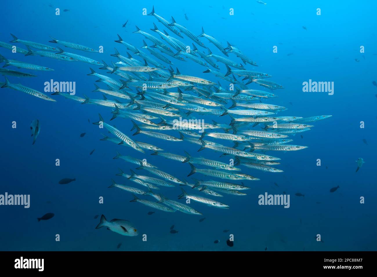 Sawtooth Barracuda Fish
