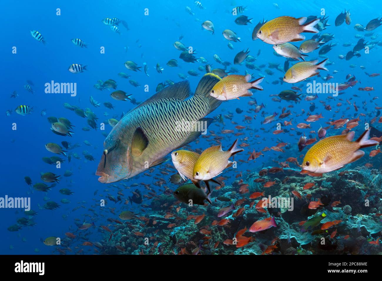 Reef edge, coral reef in strong current, full of life, shoal of ...