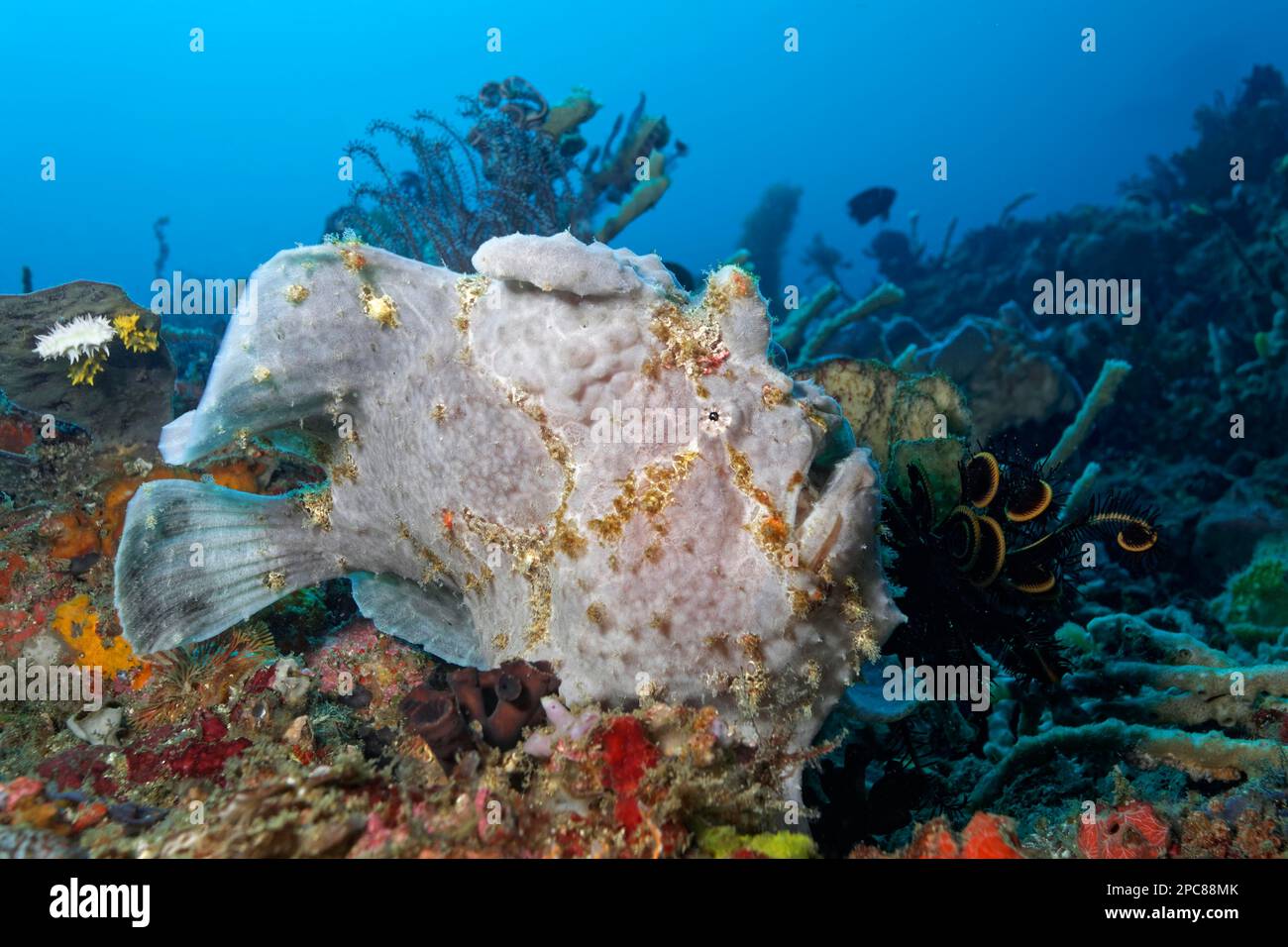 Giant frogfish (Antennarius commerson), lurking in coral reef for prey ...