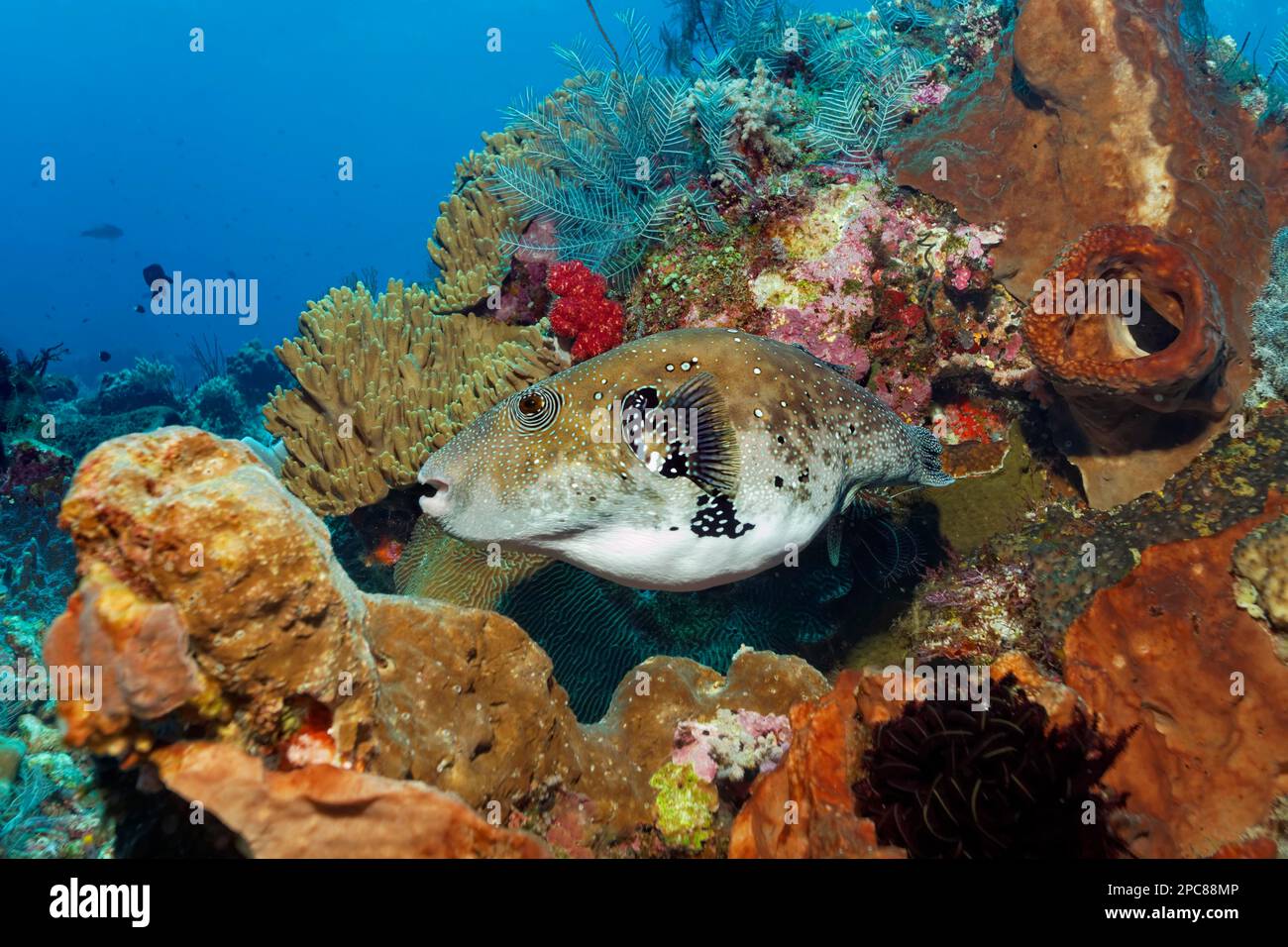 Map puffer (Arothron mappa), also mappa pufferfish, in coral reef, Lake ...