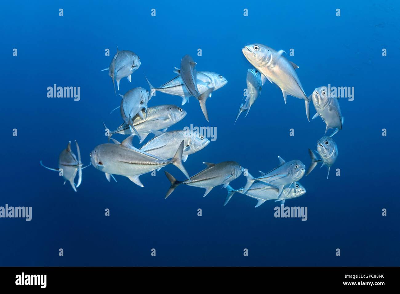 Fish shoal circle hi-res stock photography and images - Alamy