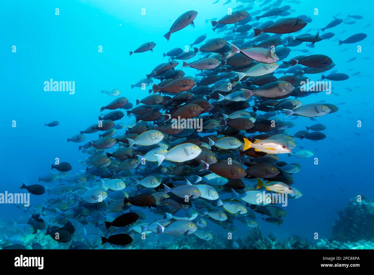 Shoal of eye-spotted doctorfish (Acanthurus mata) swimming densely ...