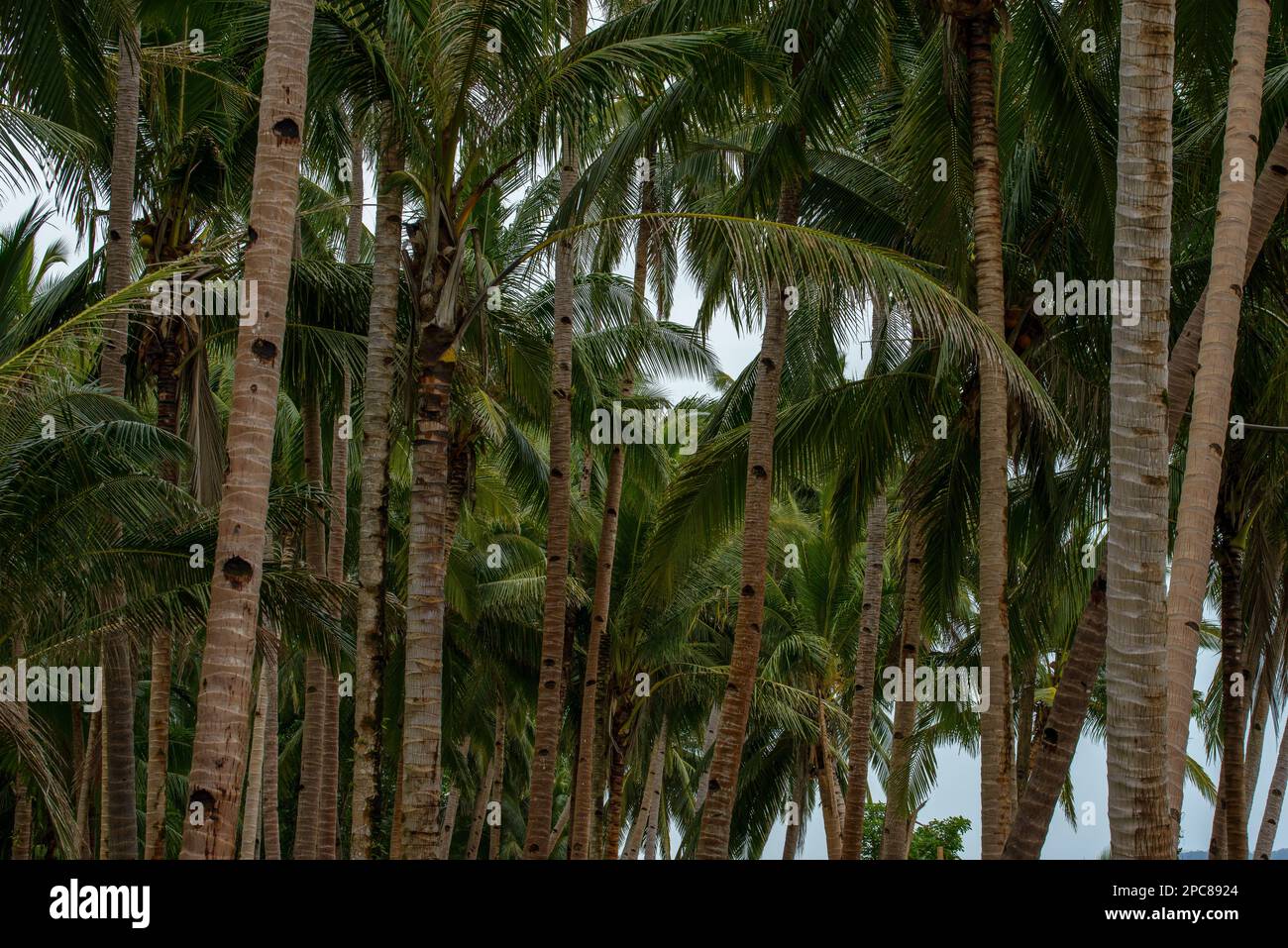 The photo depicts a verdant grove of coconut trees, their towering ...