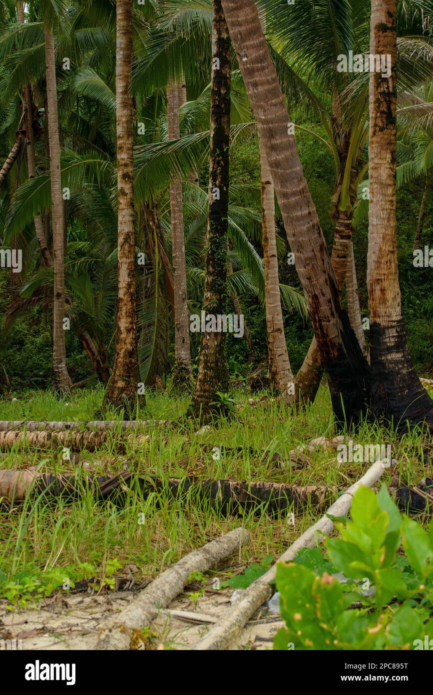 The photo depicts a verdant grove of coconut trees, their towering ...