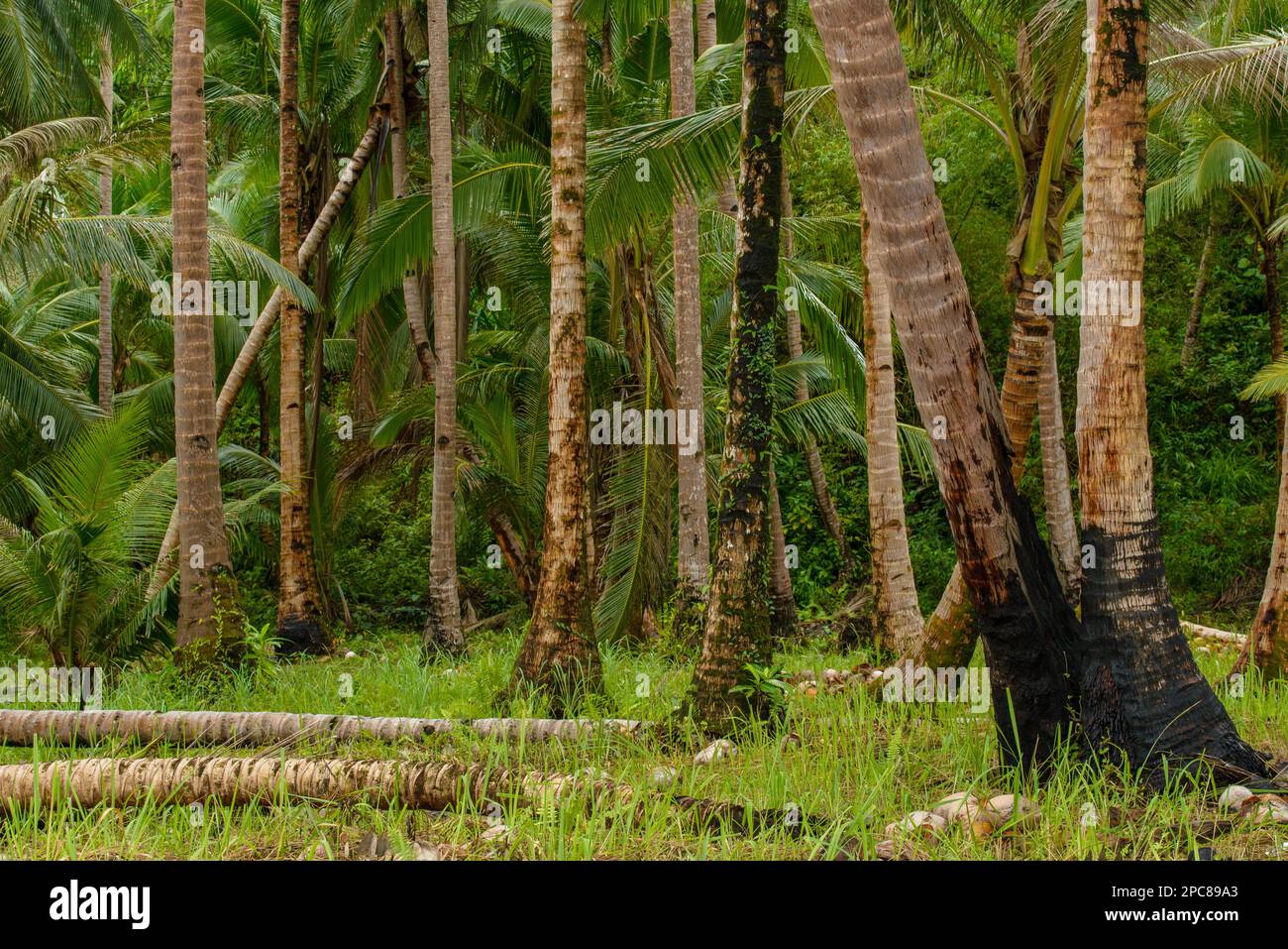 The photo depicts a verdant grove of coconut trees, their towering ...