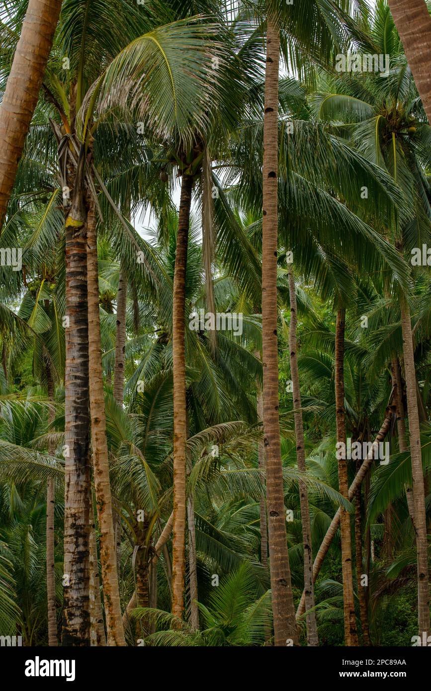 The photo depicts a verdant grove of coconut trees, their towering ...