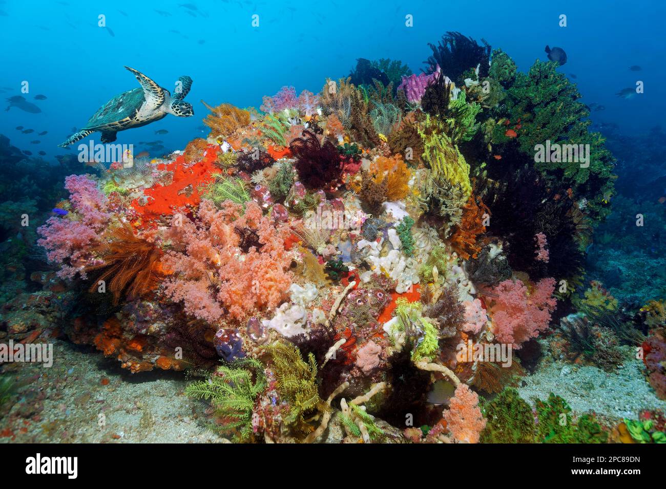 Loggerhead sea turtle (Caretta caretta) swimming densely over a coral ...