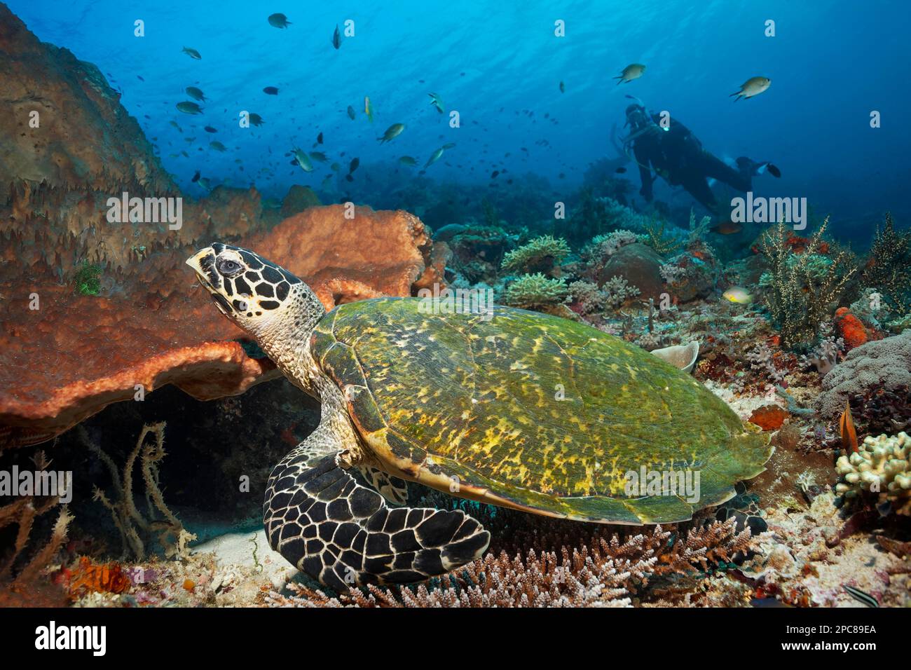 Diver observes loggerhead sea turtle (Caretta caretta), Lake Sawu ...