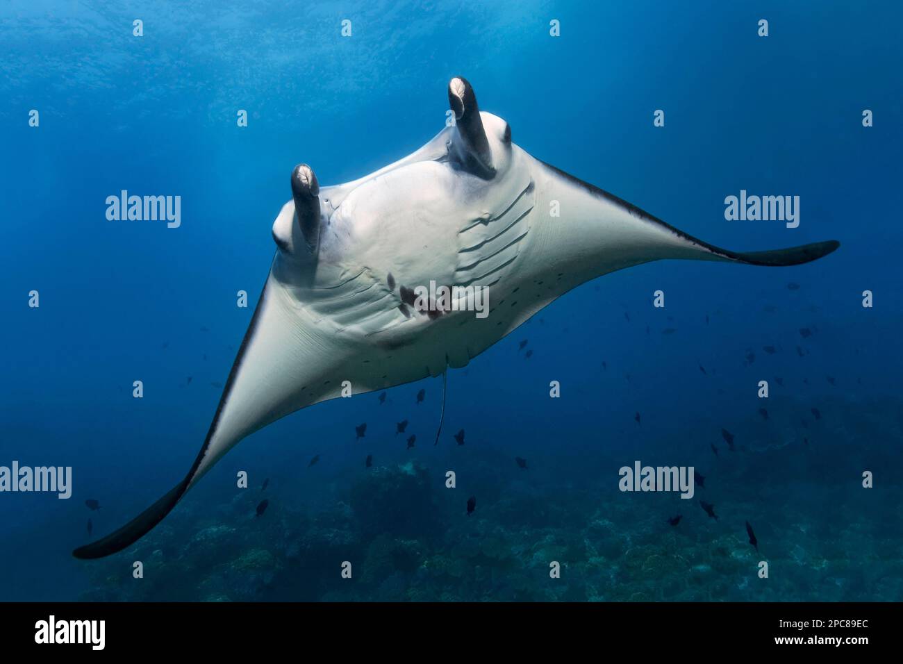 Reef manta ray (Mobula alfredi), frontal, from front, swimming over ...