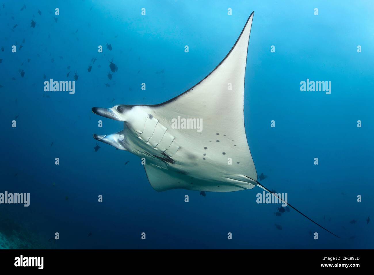Reef manta ray (Mobula alfredi), swimming over coral reef, Lake Sawu ...