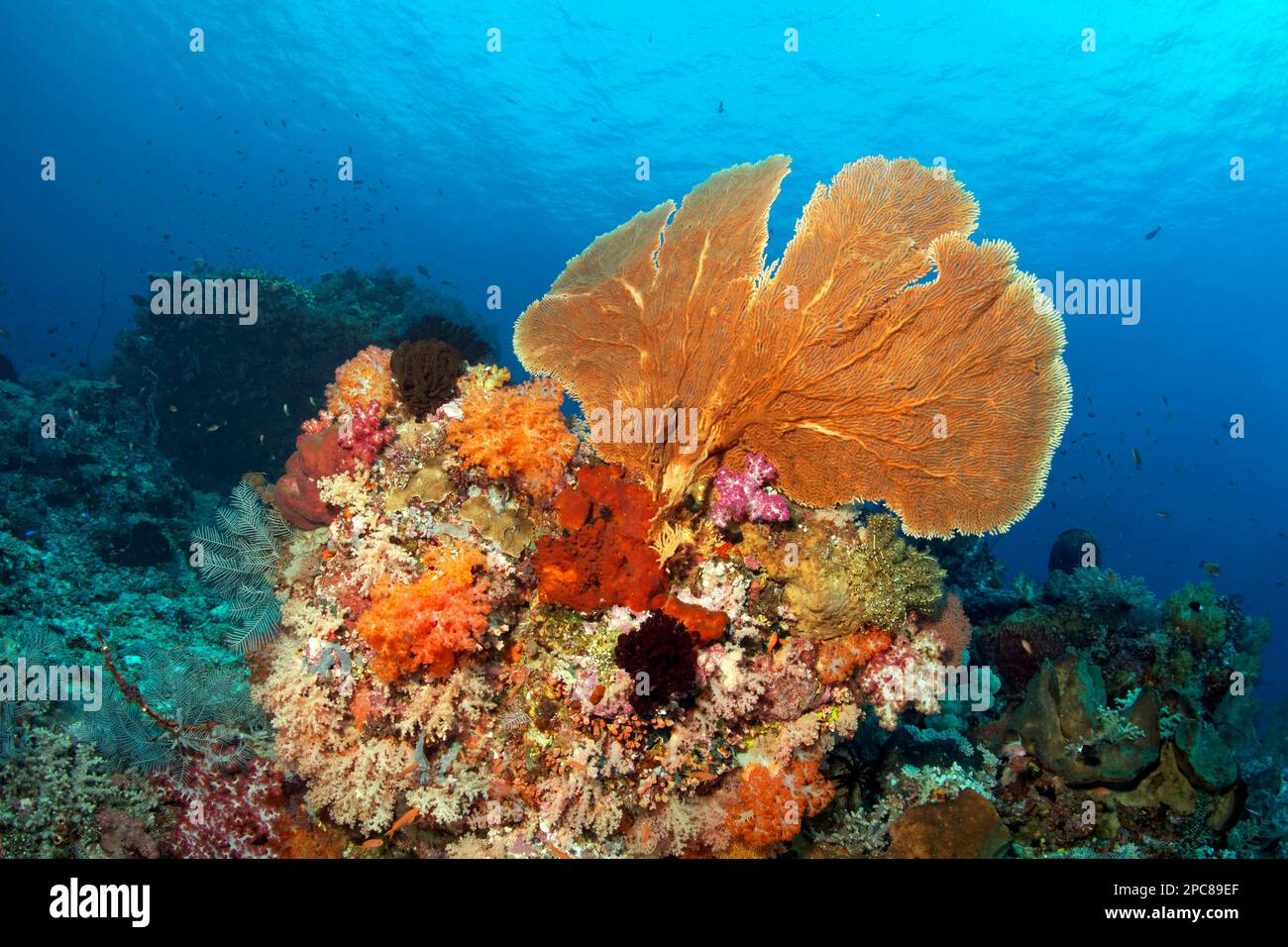 Coral block with gorgonian (Annella mollis), many different soft corals ...