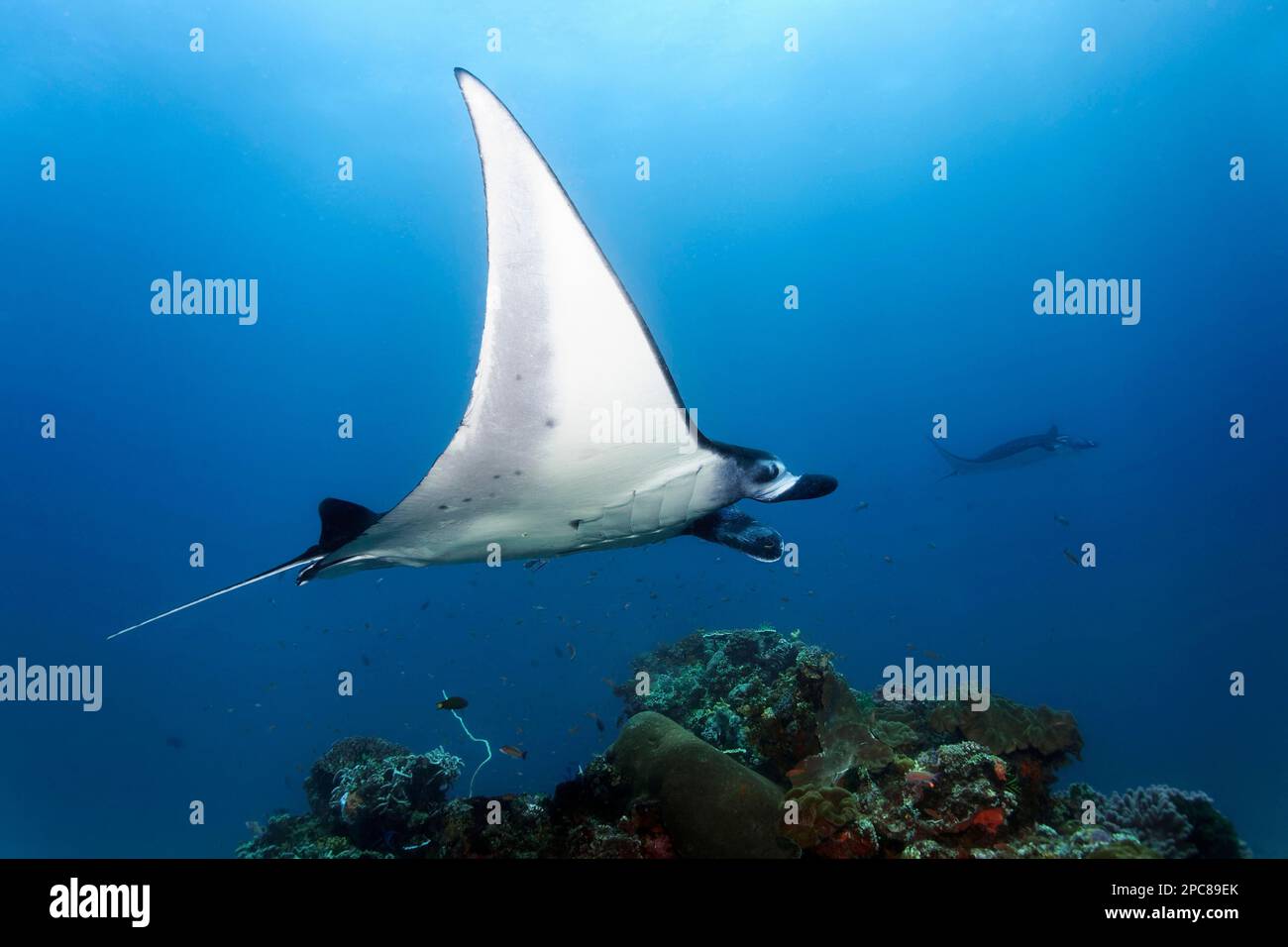 Reef manta ray (Mobula alfredi), swimming over cleaning station on ...