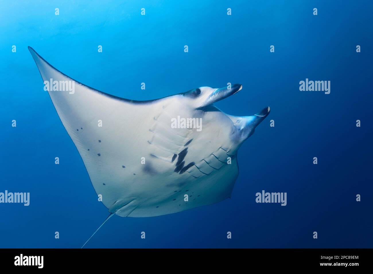 Reef manta ray (Mobula alfredi), swimming in the open sea, Lake Sawu, Pacific Ocean, Komodo ...