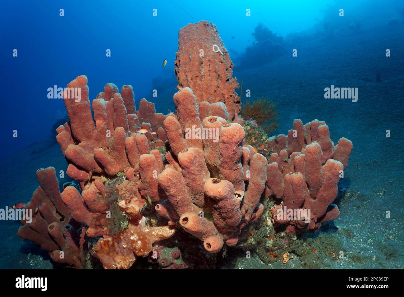 In front, brown tubular sponge (Porifera), behind, large vase sponge ...