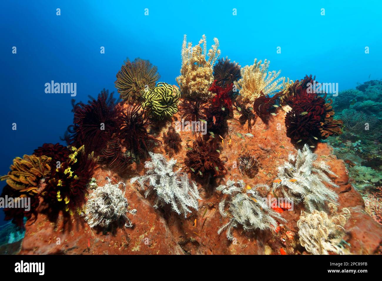 Sponge (Spongia) densely populated with various feather star ...