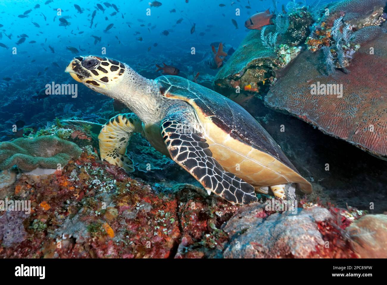 Loggerhead sea turtle (Caretta caretta) coming out of its shelter in ...