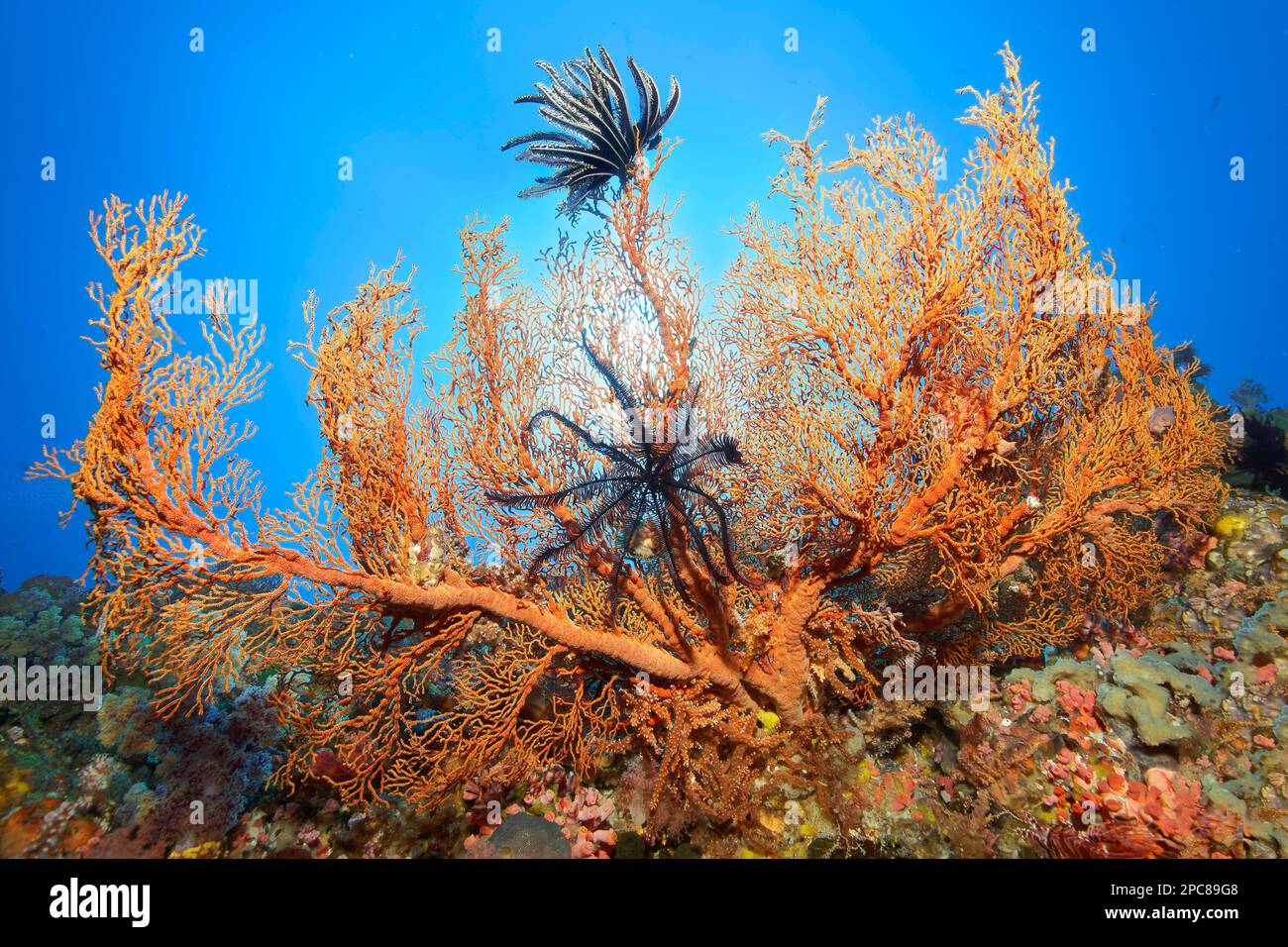 Tuberous gorgonian (Melithaea ochracea) with inactive polyenes in ...