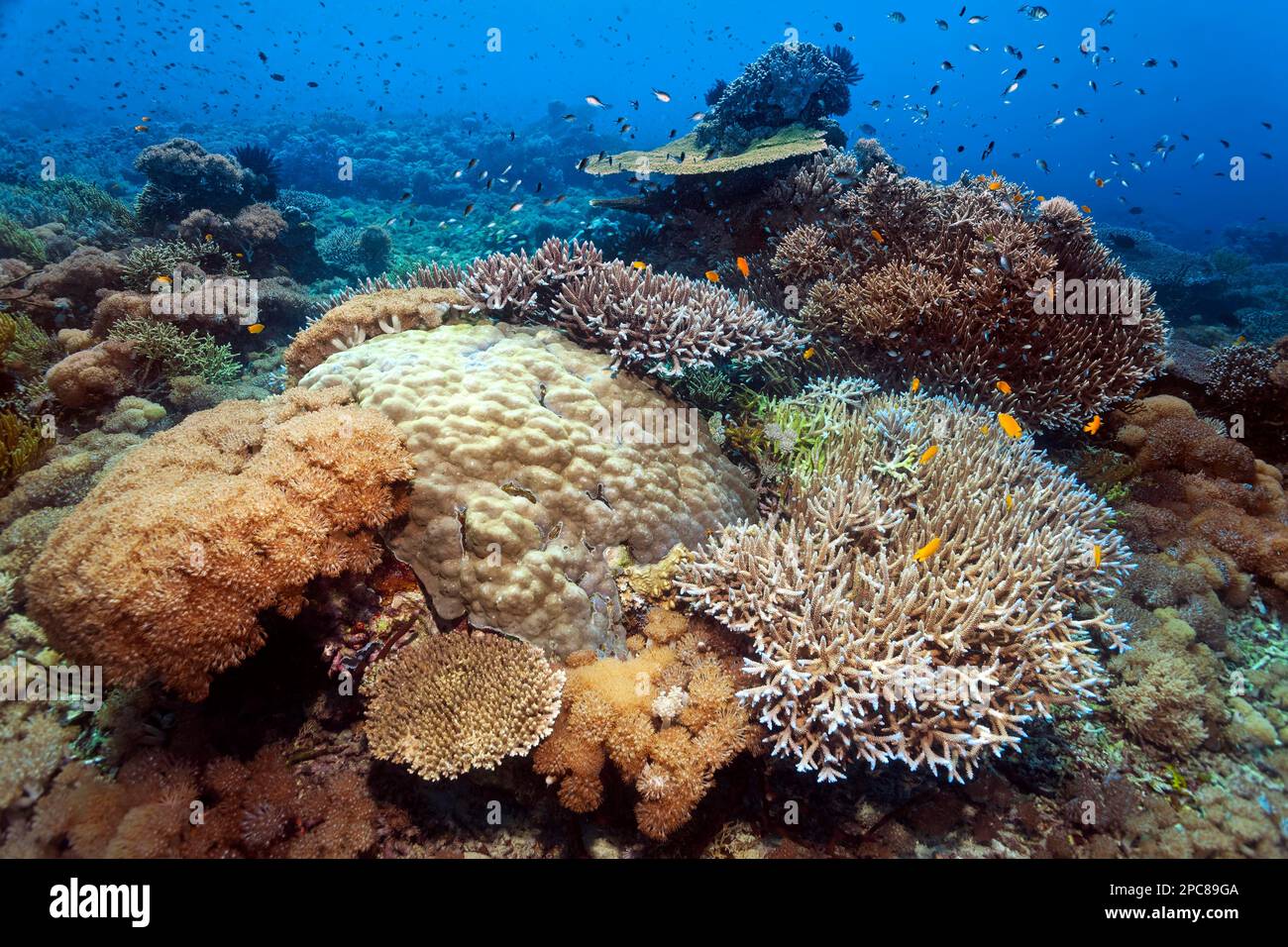 Intact stony coral reef with corals of different species, many, small ...