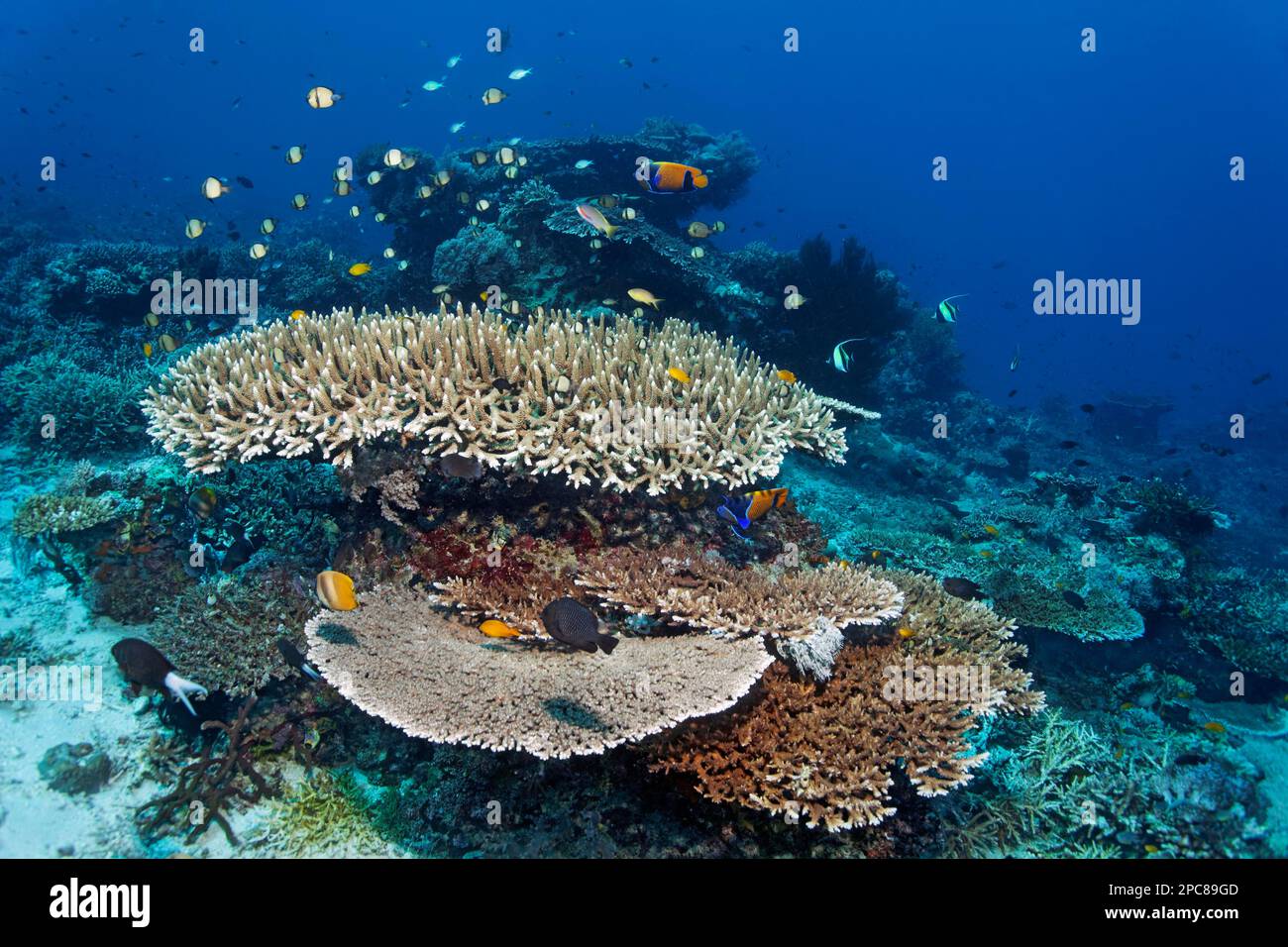Shoal of damselfish (Dascyllus reticulatus), over Acropora coralle ...