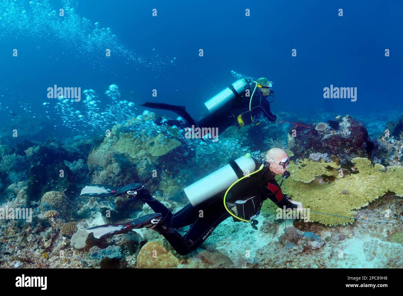 Two divers hang from a rope anchored by current hooks in the coral reef ...