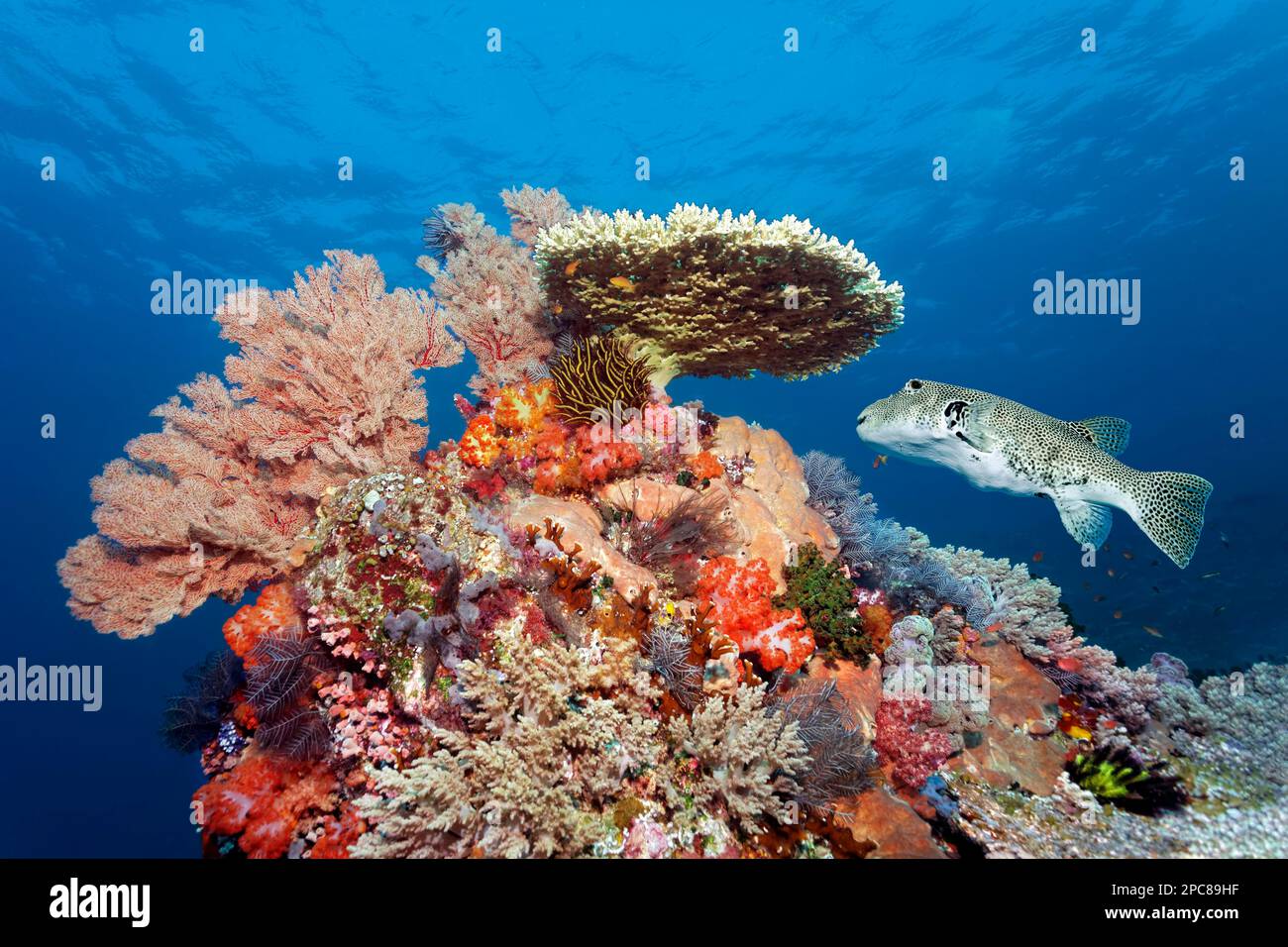 Coral block with many soft coral species, Agropora table coral ...